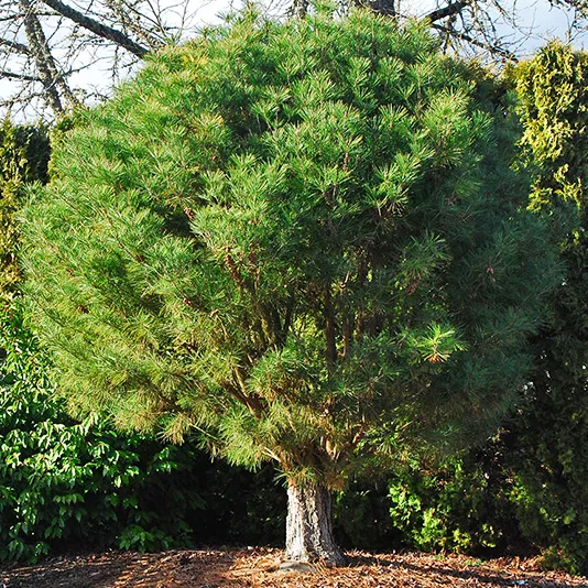 Japanese Red Pine For Sale Online | The Tree Center