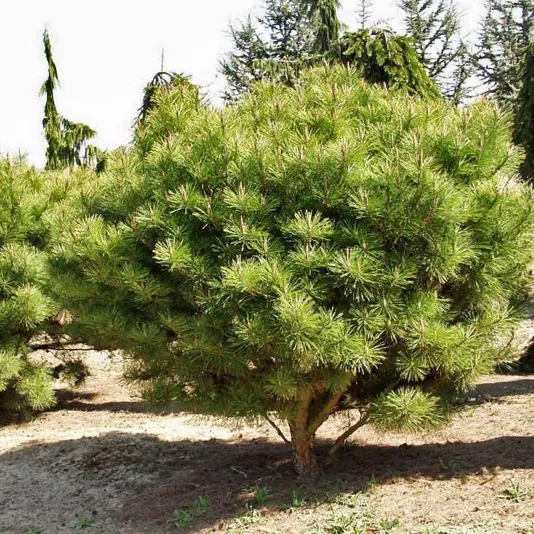 Japanese Red Pine For Sale Online | The Tree Center