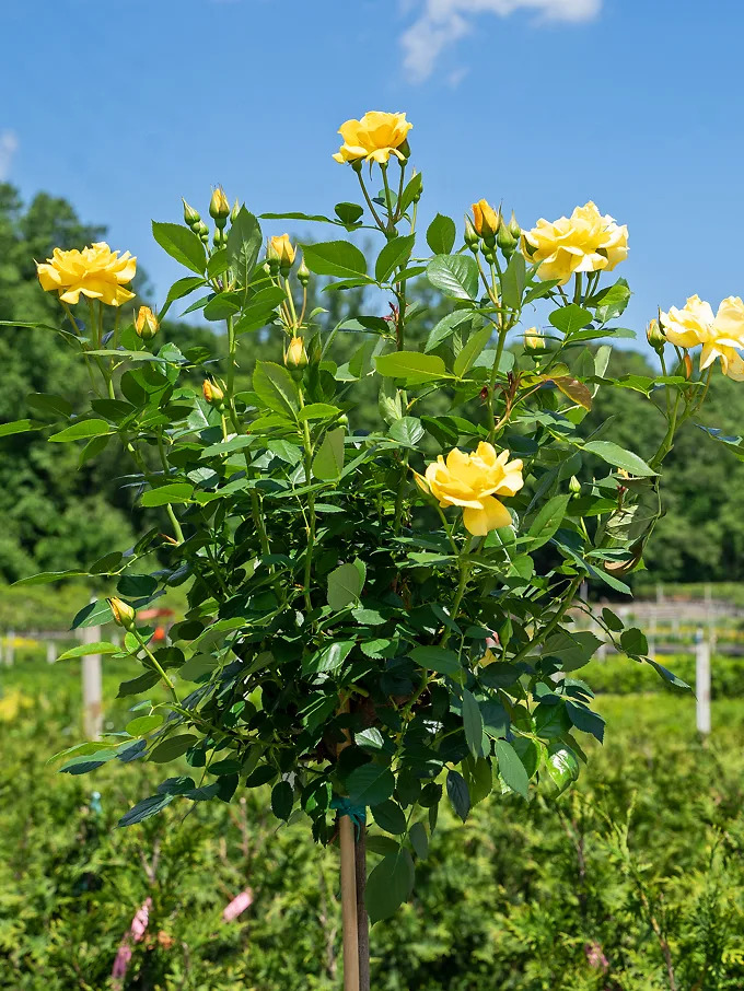 Daddy's Little Girl Miniature Rose Trees For Sale Online | The Tree Center