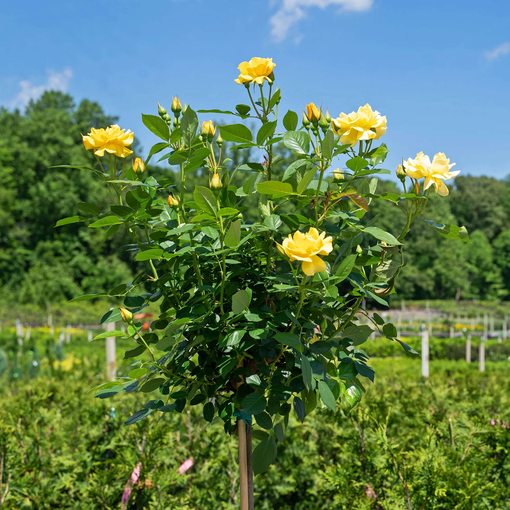 Julia Child Floribunda Rose - Tree Form For Sale Online | The Tree Center