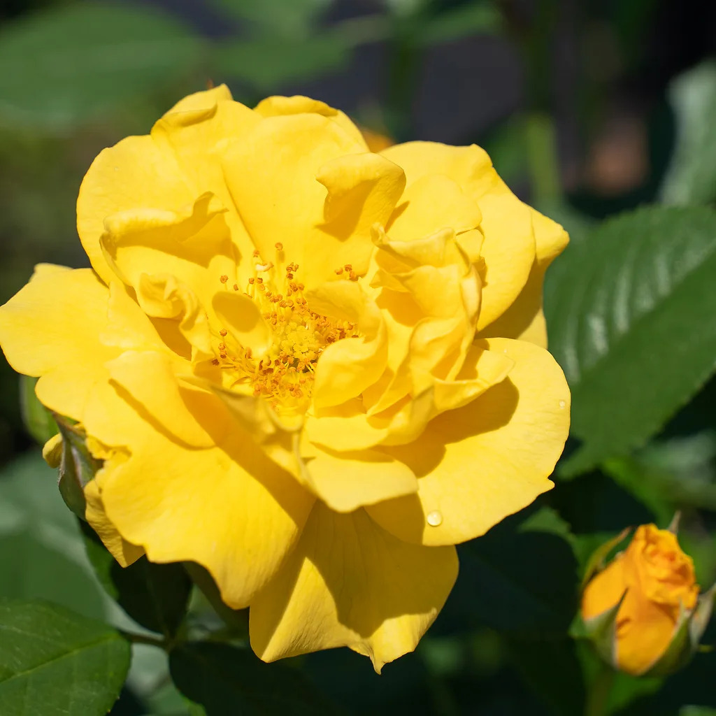 Julia Child Floribunda Rose - Tree Form For Sale Online | The Tree Center