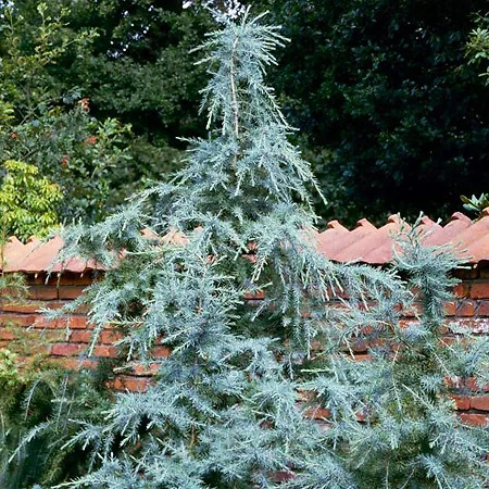 Karl Fuchs Himalayan Cedar For Sale Online | The Tree Center