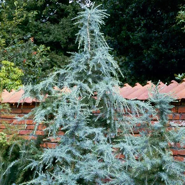 Karl Fuchs Himalayan Cedar For Sale Online | The Tree Center