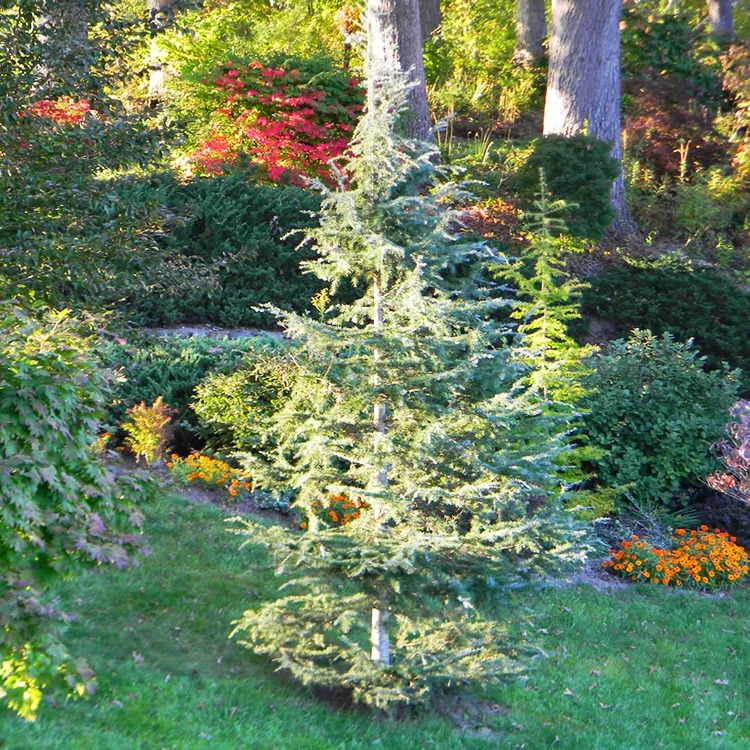 Karl Fuchs Himalayan Cedar For Sale Online | The Tree Center