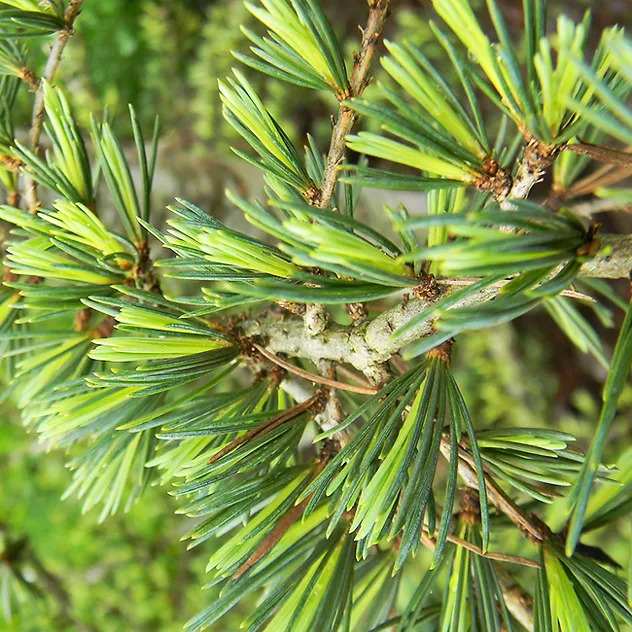 Karl Fuchs Himalayan Cedar For Sale Online | The Tree Center