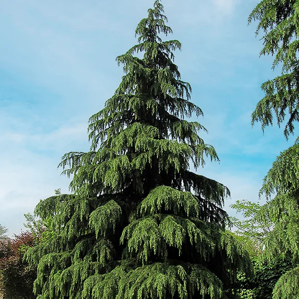 Kashmir Deodar Cedar For Sale Online | The Tree Center