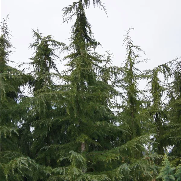 Kashmir Deodar Cedar For Sale Online | The Tree Center