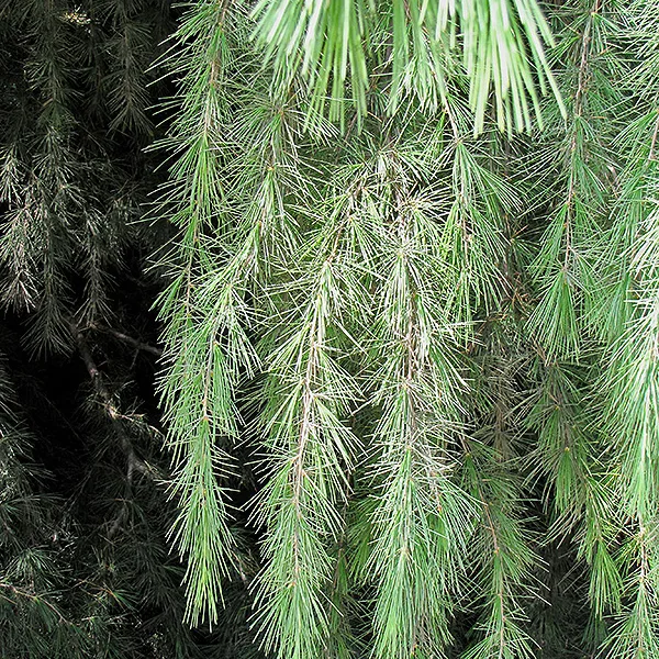 Kashmir Deodar Cedar For Sale Online | The Tree Center