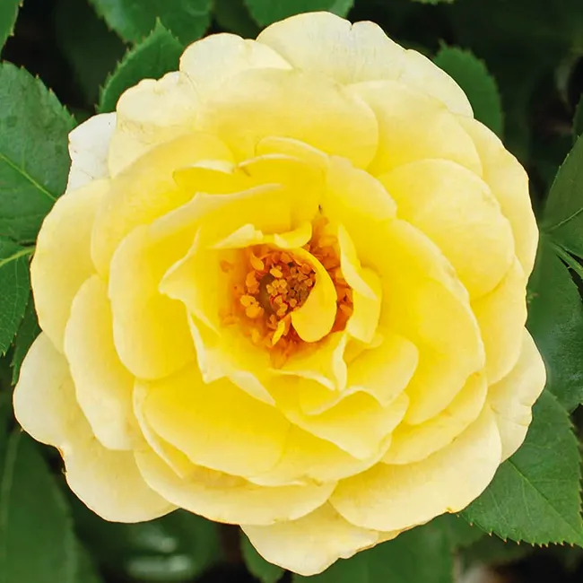 Lemon Sunblaze® Rose - Tree Form For Sale Online | The Tree Center