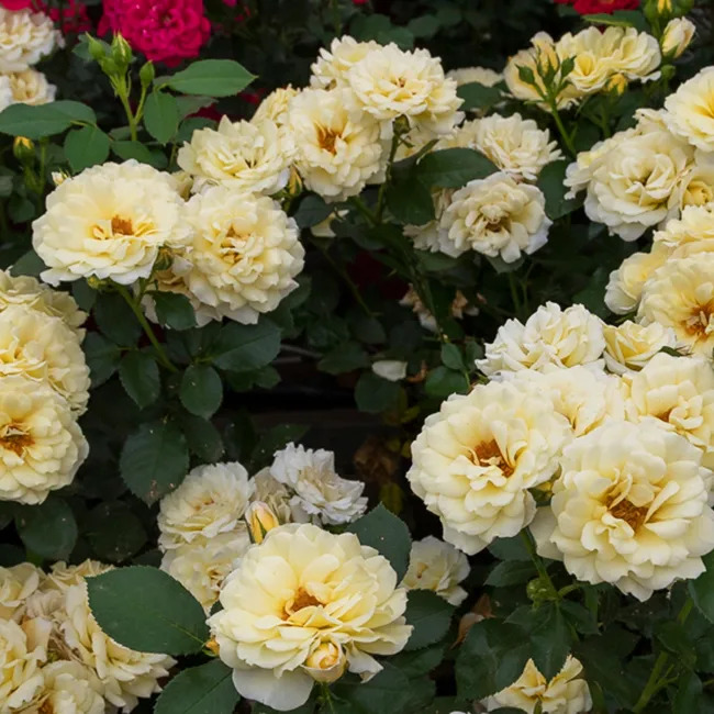 Lemon Sunblaze® Rose - Tree Form For Sale Online | The Tree Center