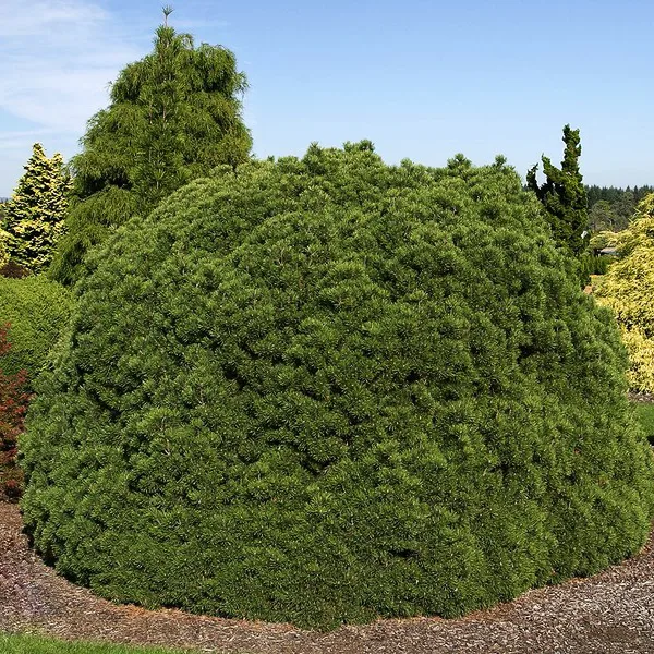 Mops Mugo Pine For Sale Online | The Tree Center