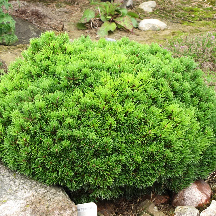 Mops Mugo Pine For Sale Online | The Tree Center