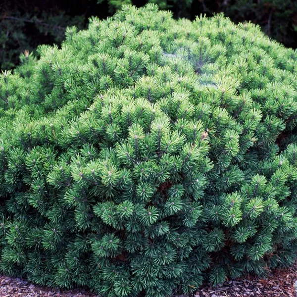 Mops Mugo Pine For Sale Online | The Tree Center
