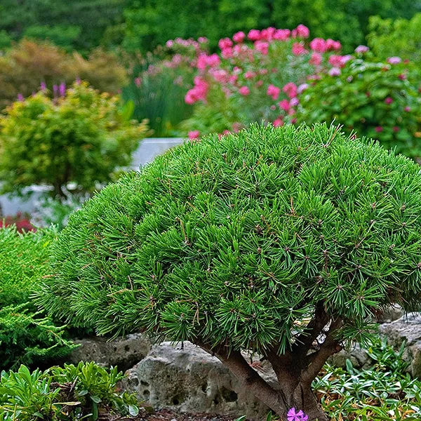 Mops Mugo Pine - Tree Form For Sale Online | The Tree Center