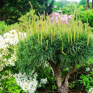 Mops Mugo Pine - Tree Form For Sale Online | The Tree Center