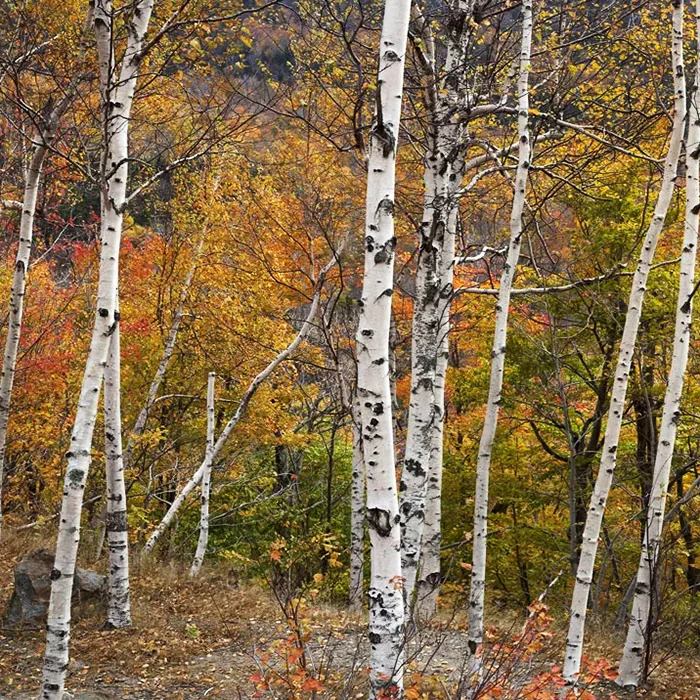Paper Birch For Sale Online | The Tree Center