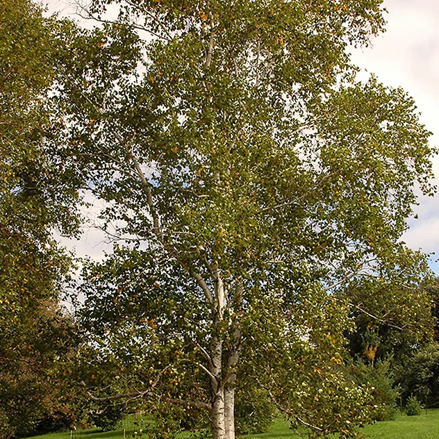 Paper Birch For Sale Online | The Tree Center