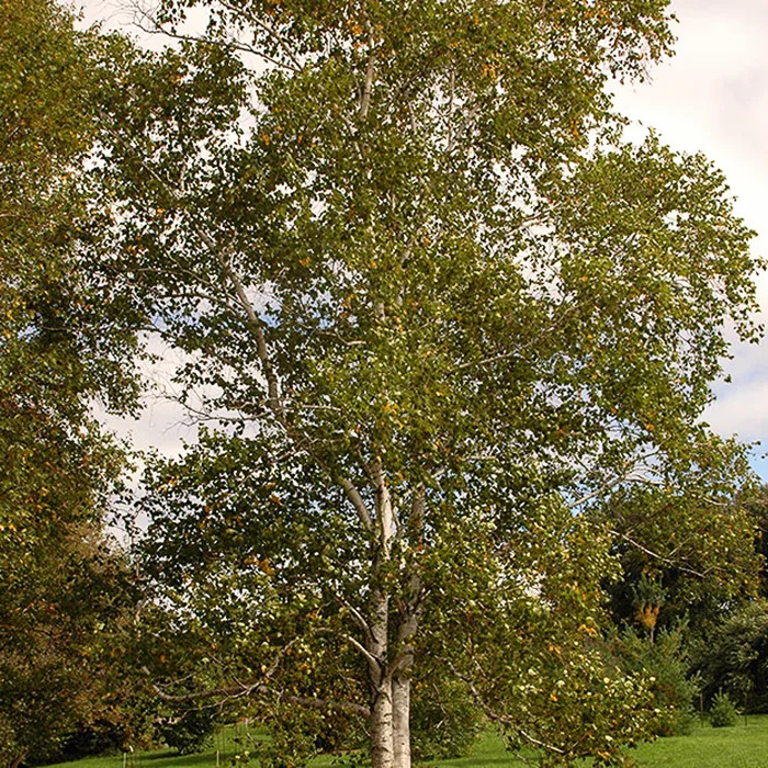 Paper Birch For Sale Online | The Tree Center