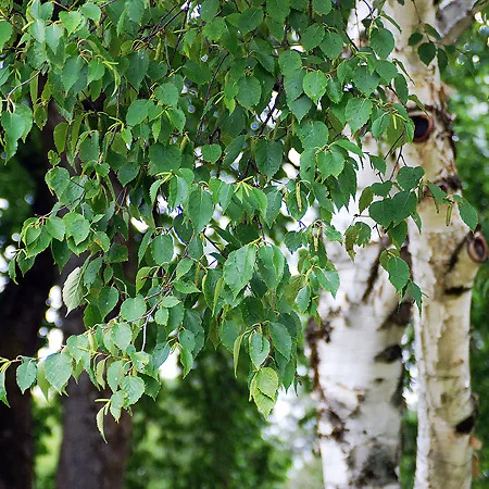 Paper Birch For Sale Online | The Tree Center