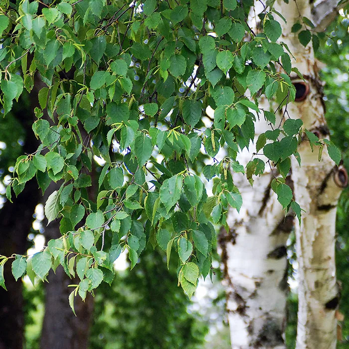 Paper Birch For Sale Online | The Tree Center