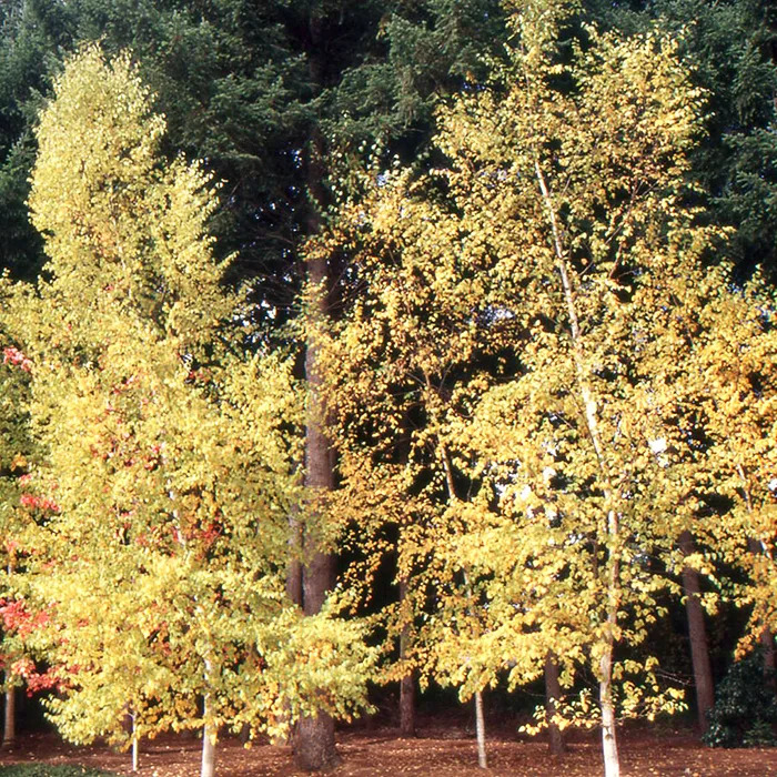 Paper Birch For Sale Online | The Tree Center