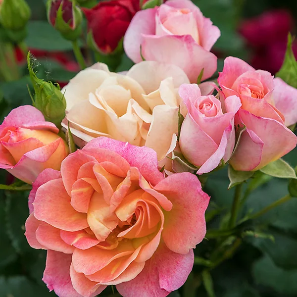 Peach Sunblaze® Rose - Tree Form For Sale Online | The Tree Center