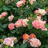 Peach Sunblaze® Rose - Tree Form For Sale Online | The Tree Center