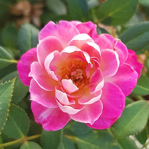 Pink Sunblaze® Rose - Tree Form For Sale Online | The Tree Center