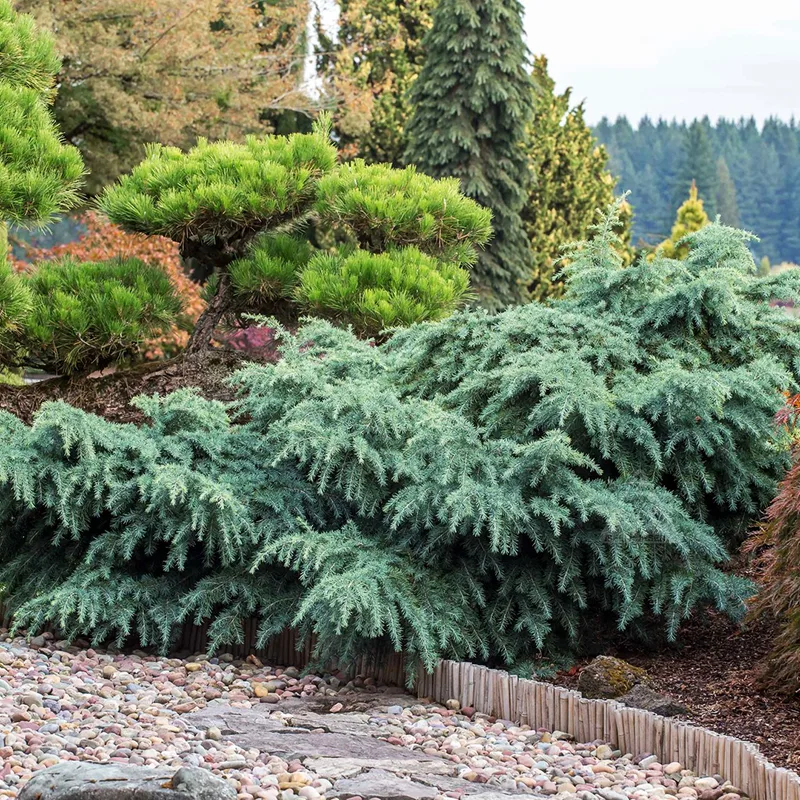 Prostrate Beauty Deodar Cedar For Sale Online | The Tree Center
