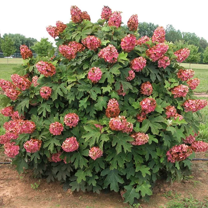 Queen of Hearts Oakleaf Hydrangea For Sale | The Tree Center