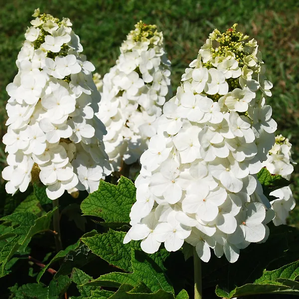 Queen of Hearts Oakleaf Hydrangea For Sale | The Tree Center