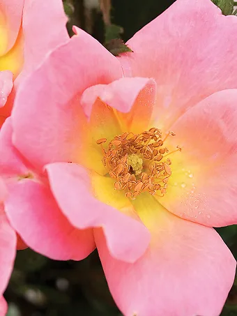 Knockout Rose Tree For Sale Online | The Tree Center