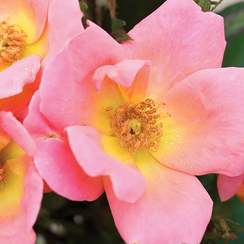 Rainbow Knock Out® Rose - Tree Form For Sale Online | The Tree Center