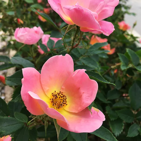 Rainbow Knock Out® Rose - Tree Form For Sale Online | The Tree Center