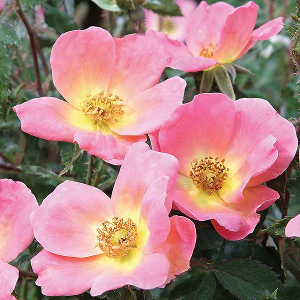 Rainbow Knock Out® Rose - Tree Form For Sale Online | The Tree Center