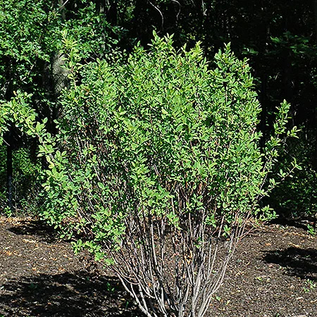 Rainbow Pillar Serviceberry For Sale Online | The Tree Center