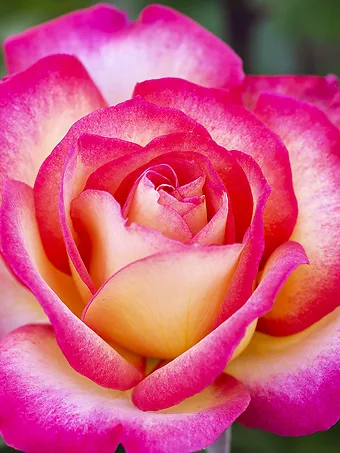 Best Deer Resistant Shrubs & Trees For Your Area | Deer-friendly Shrubs ...