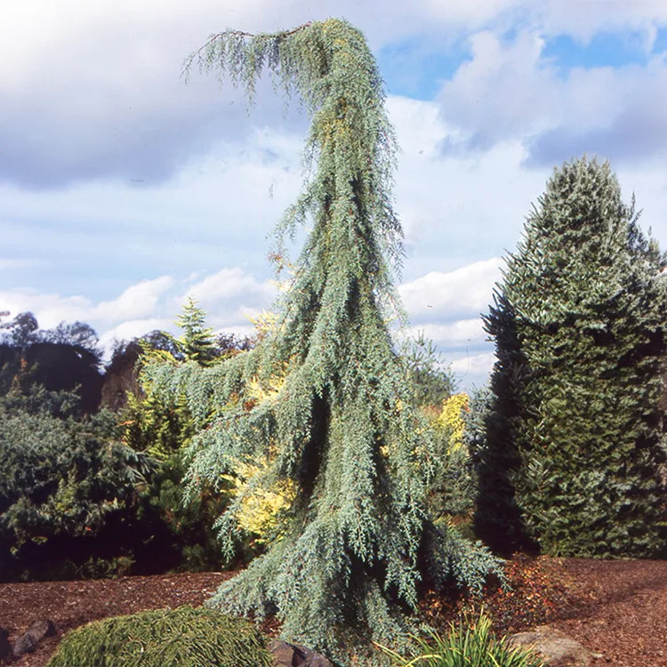 Raywood's Weeping Arizona Cypress For Sale Online | The Tree Center