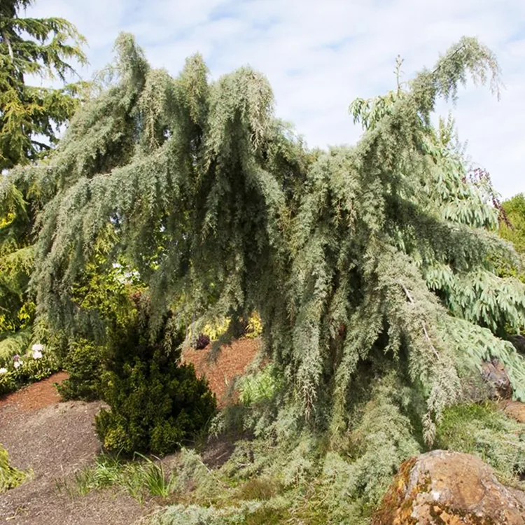 Raywood's Weeping Arizona Cypress For Sale Online | The Tree Center