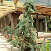 Raywood's Weeping Arizona Cypress For Sale Online | The Tree Center