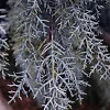 Raywood's Weeping Arizona Cypress For Sale Online | The Tree Center
