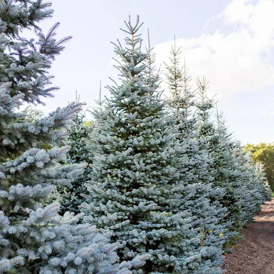 Select Blue Colorado Spruce For Sale Online | The Tree Center