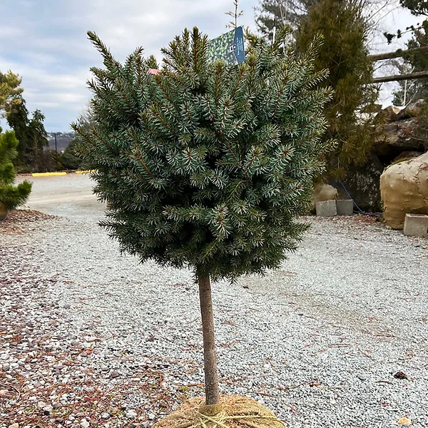 Serbian Spruce - Tree Form For Sale Online | The Tree Center