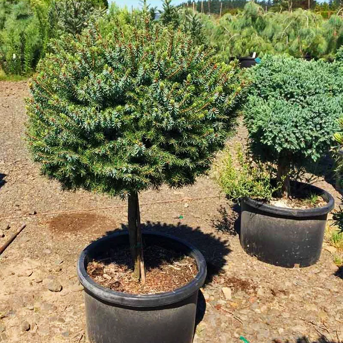 Serbian Spruce - Tree Form For Sale Online | The Tree Center