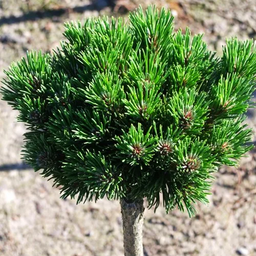 Sherwood Compact Mugo Pine - Tree Form For Sale Online | The Tree Center