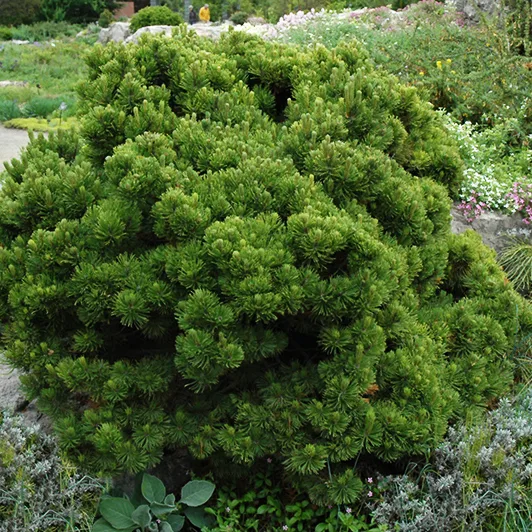 Sherwood Compact Mugo Pine - Tree Form For Sale Online | The Tree Center