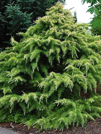 Cedar Trees For Sale Online | The Tree Center