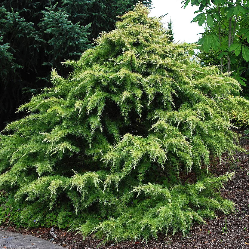 Silver Mist Himalayan Cedar For Sale Online | The Tree Center