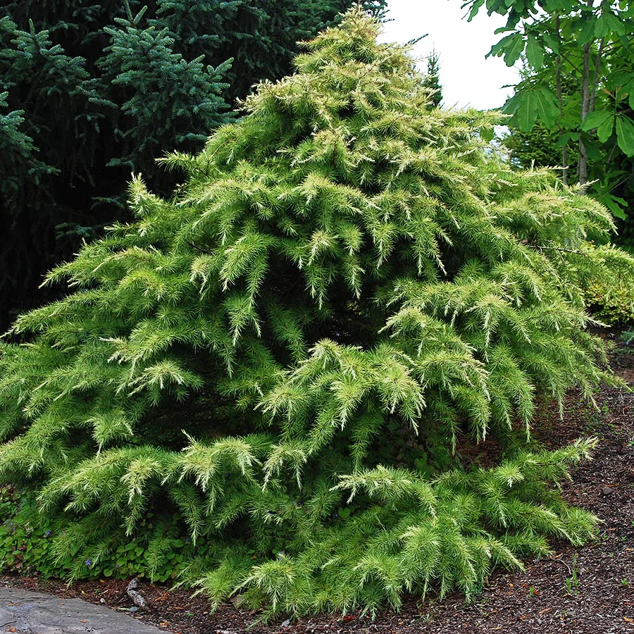 Silver Mist Himalayan Cedar For Sale Online | The Tree Center