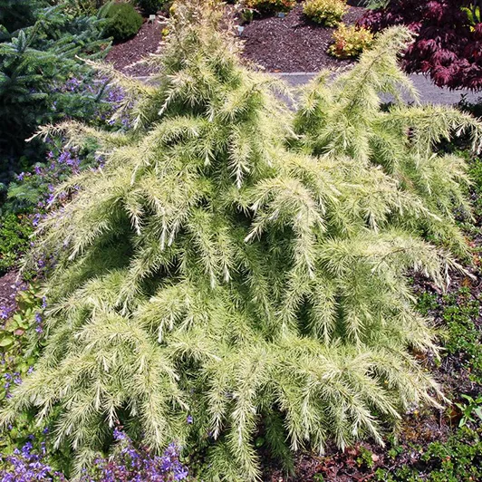 Silver Mist Himalayan Cedar For Sale Online | The Tree Center